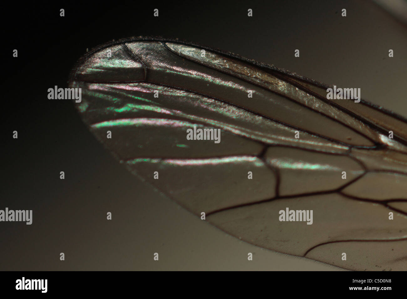 Veined wing of an Empid fly Stock Photo - Alamy