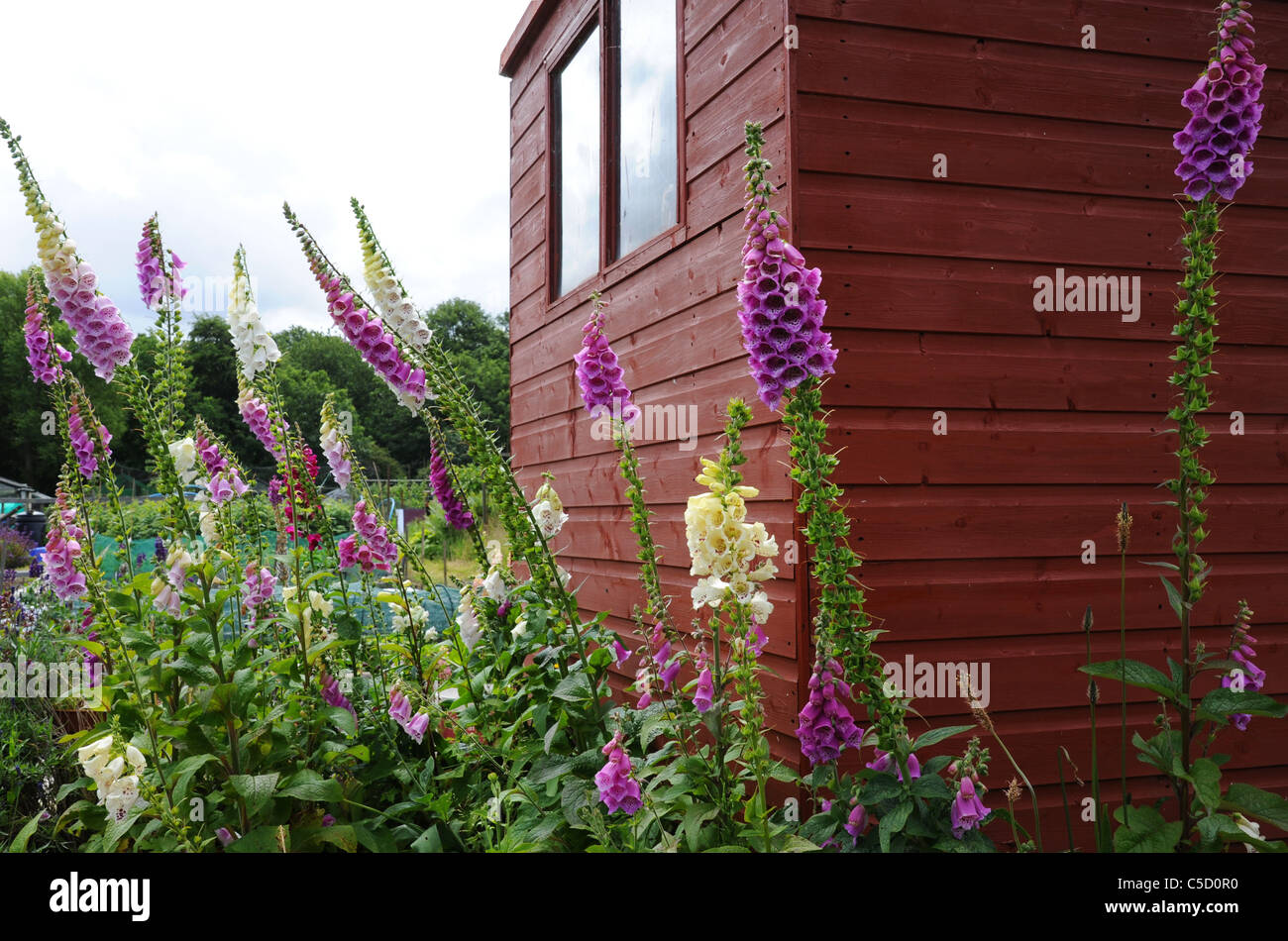 Purple shed hi-res stock photography and images - Alamy
