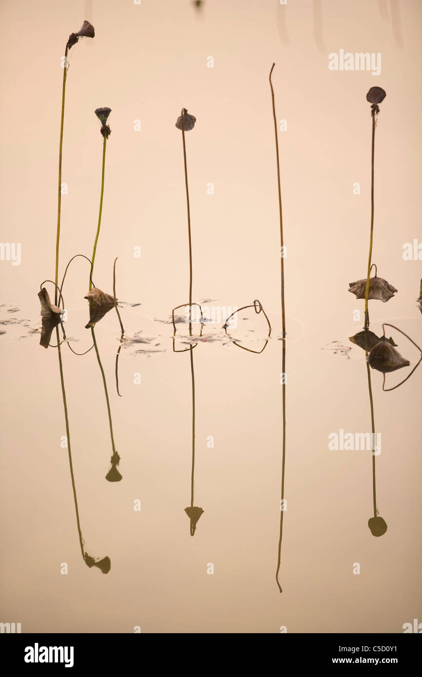 dried stems of lotus flowers Stock Photo - Alamy