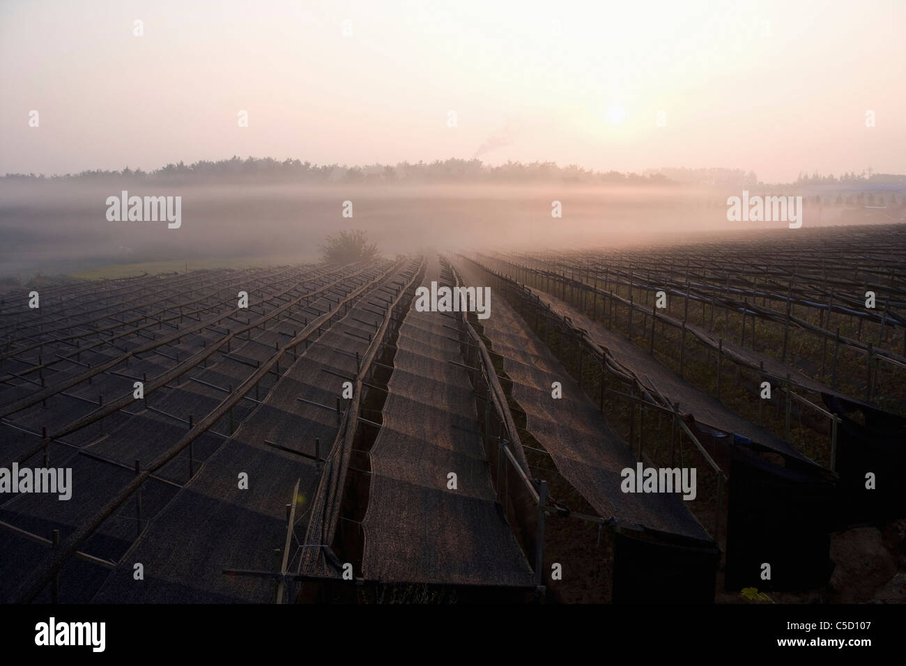 ginseng field under the glow Stock Photo - Alamy