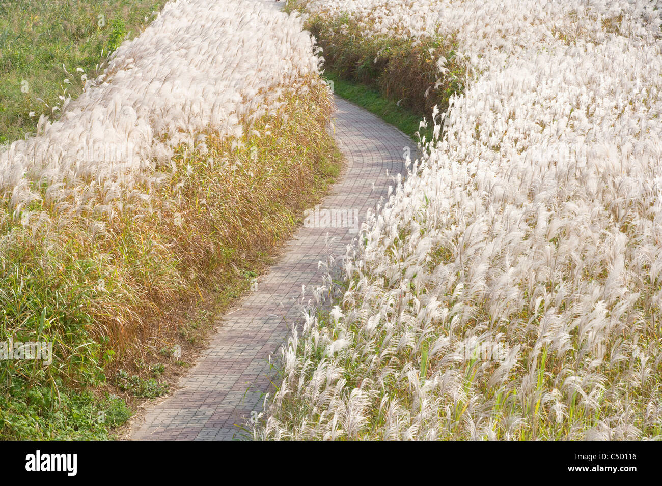 reed alongside the path Stock Photo - Alamy