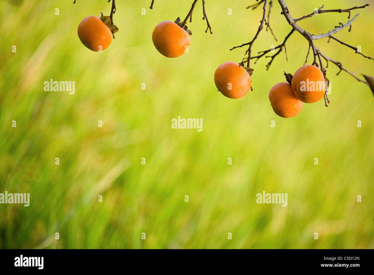 persimmons hanging branches Stock Photo - Alamy