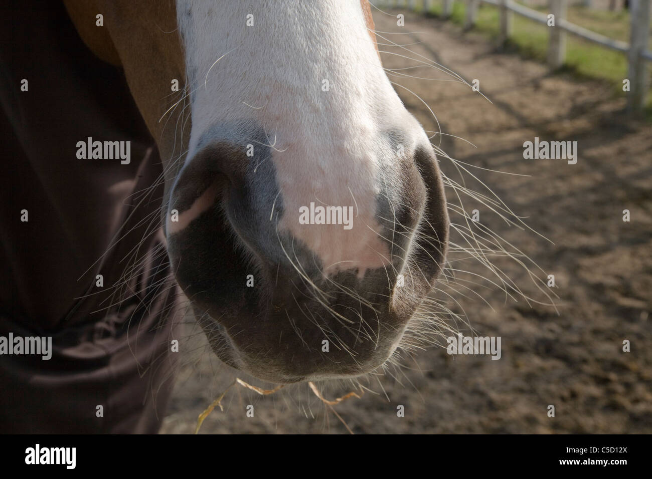 Close up of horse's mouth hi-res stock photography and images - Alamy