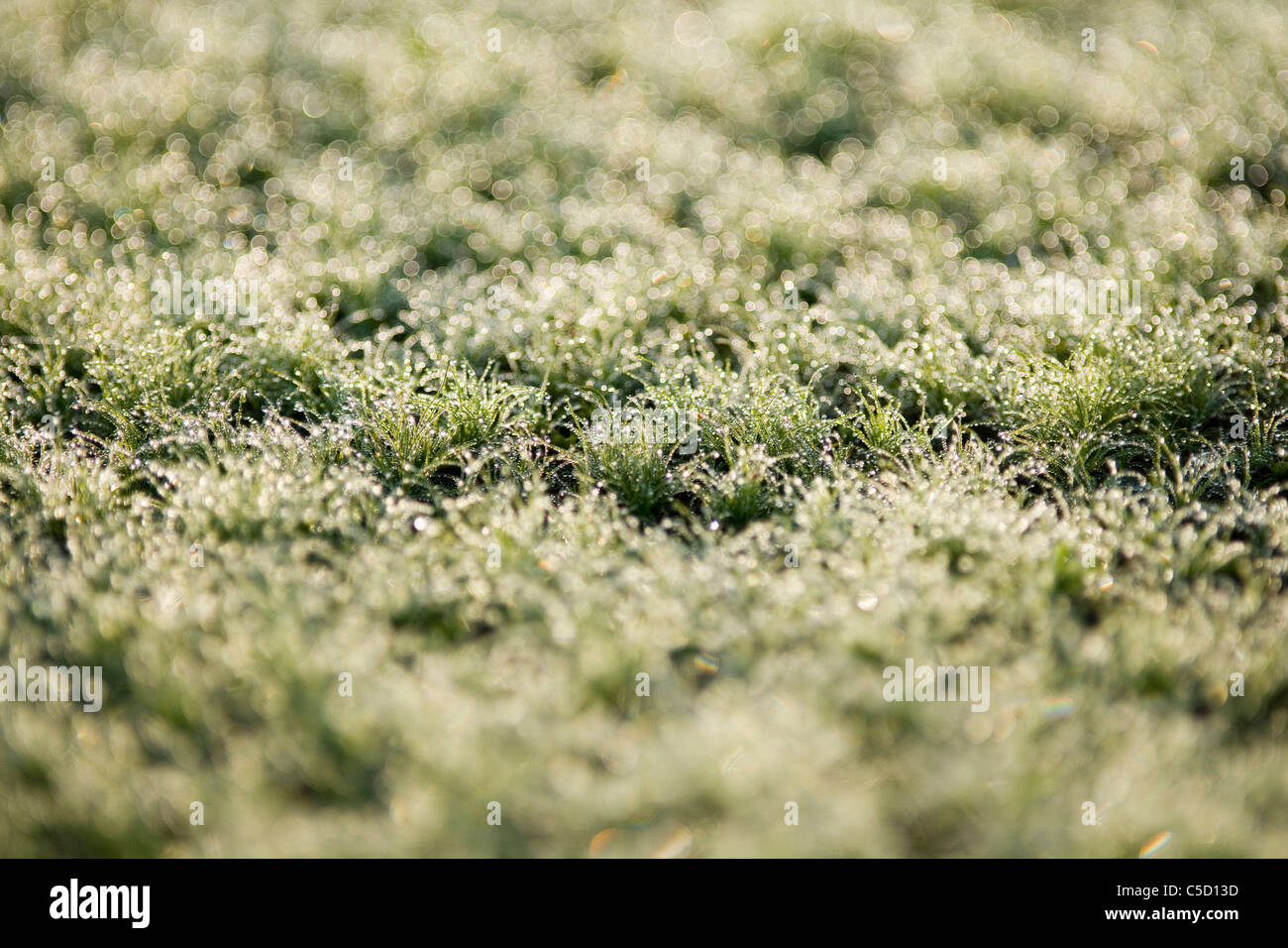 dews on the plant Stock Photo - Alamy