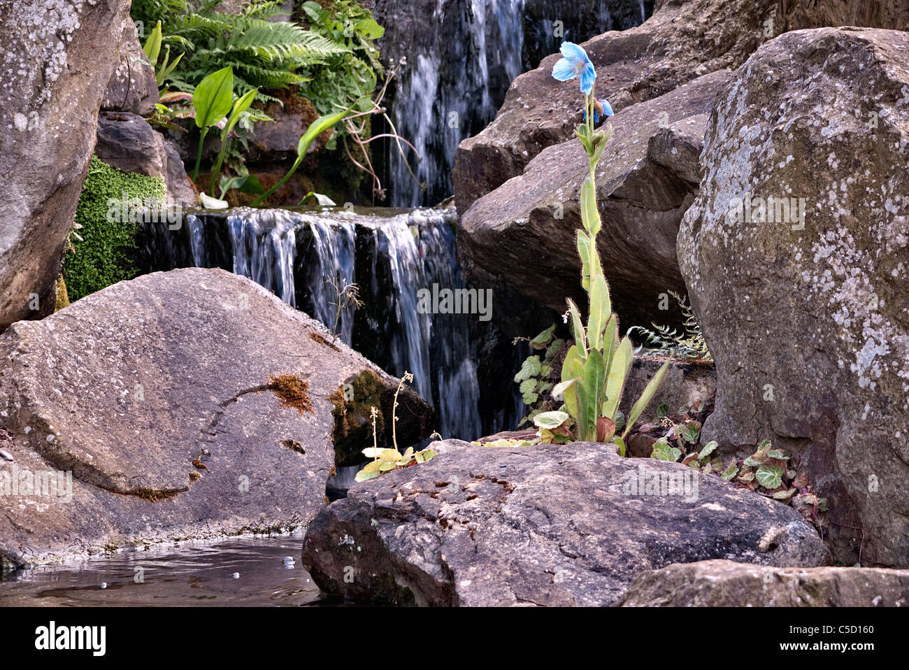 Alpine rock garden plant hi-res stock photography and images - Alamy