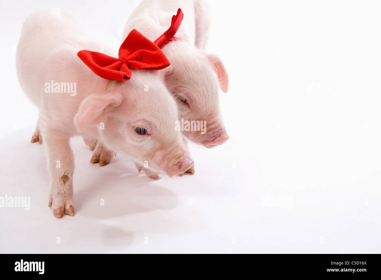 baby pigs wearing red ribbons Stock Photo - Alamy