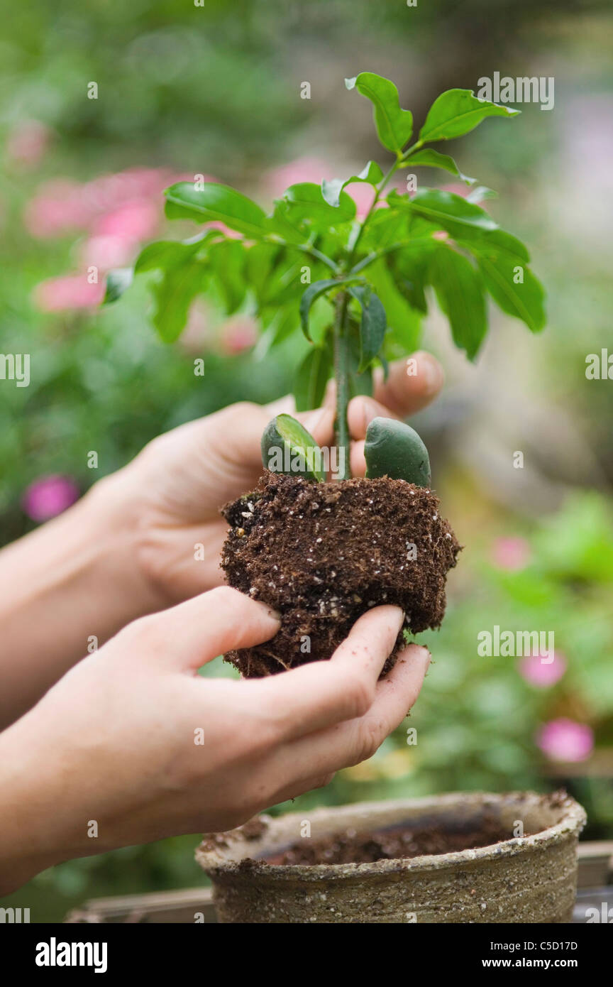 hands holding plant Stock Photo - Alamy