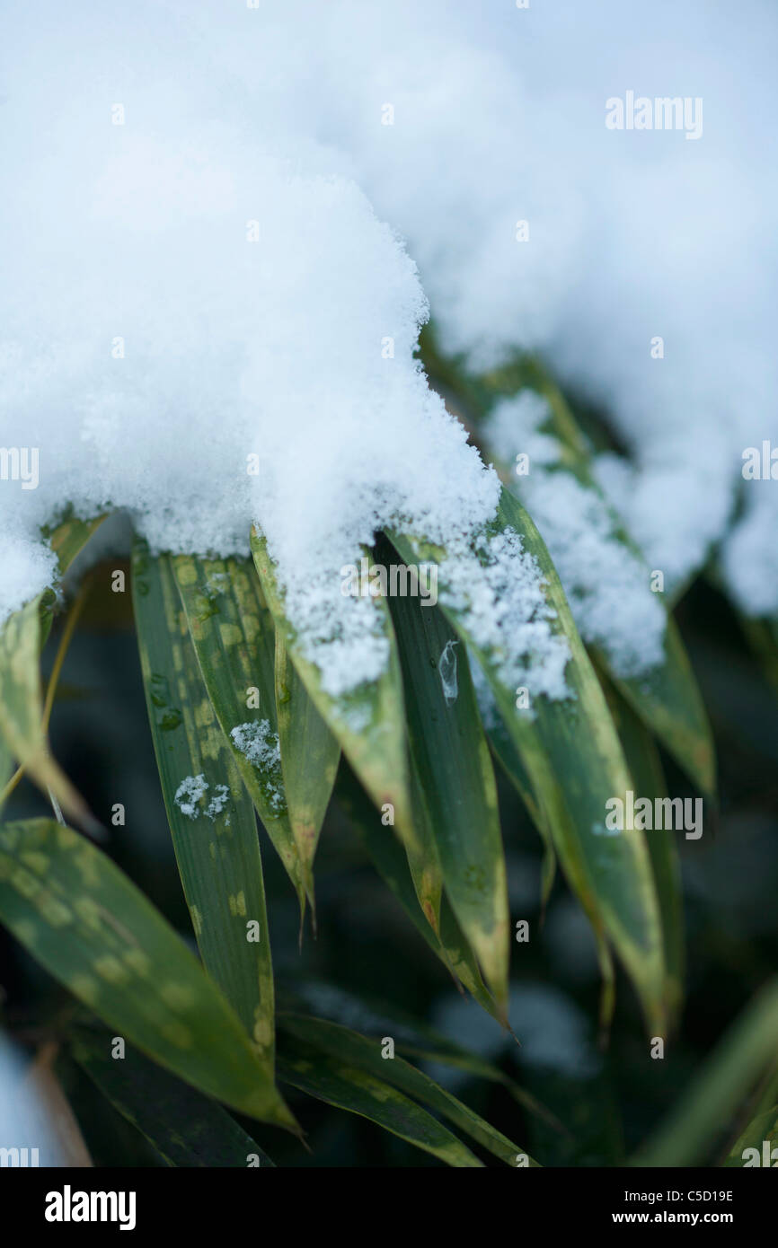 snow on the plant Stock Photo - Alamy