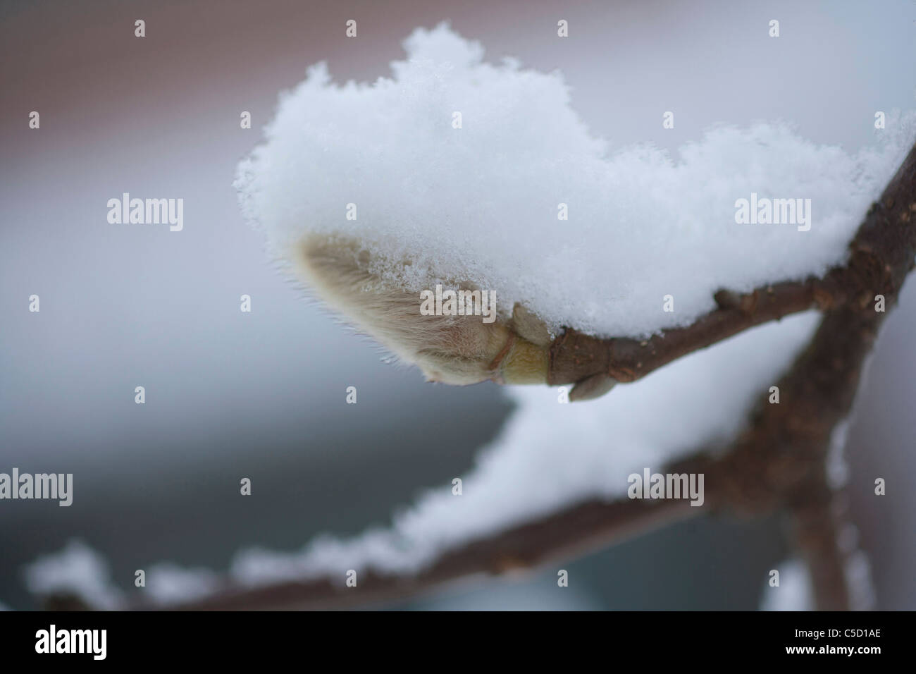 snow on sprout Stock Photo - Alamy