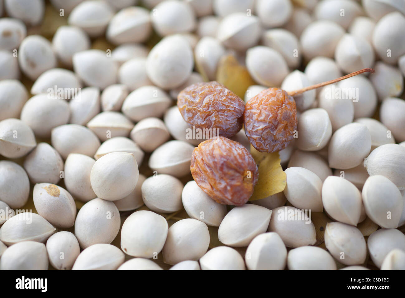 Gingko nuts hi-res stock photography and images - Alamy