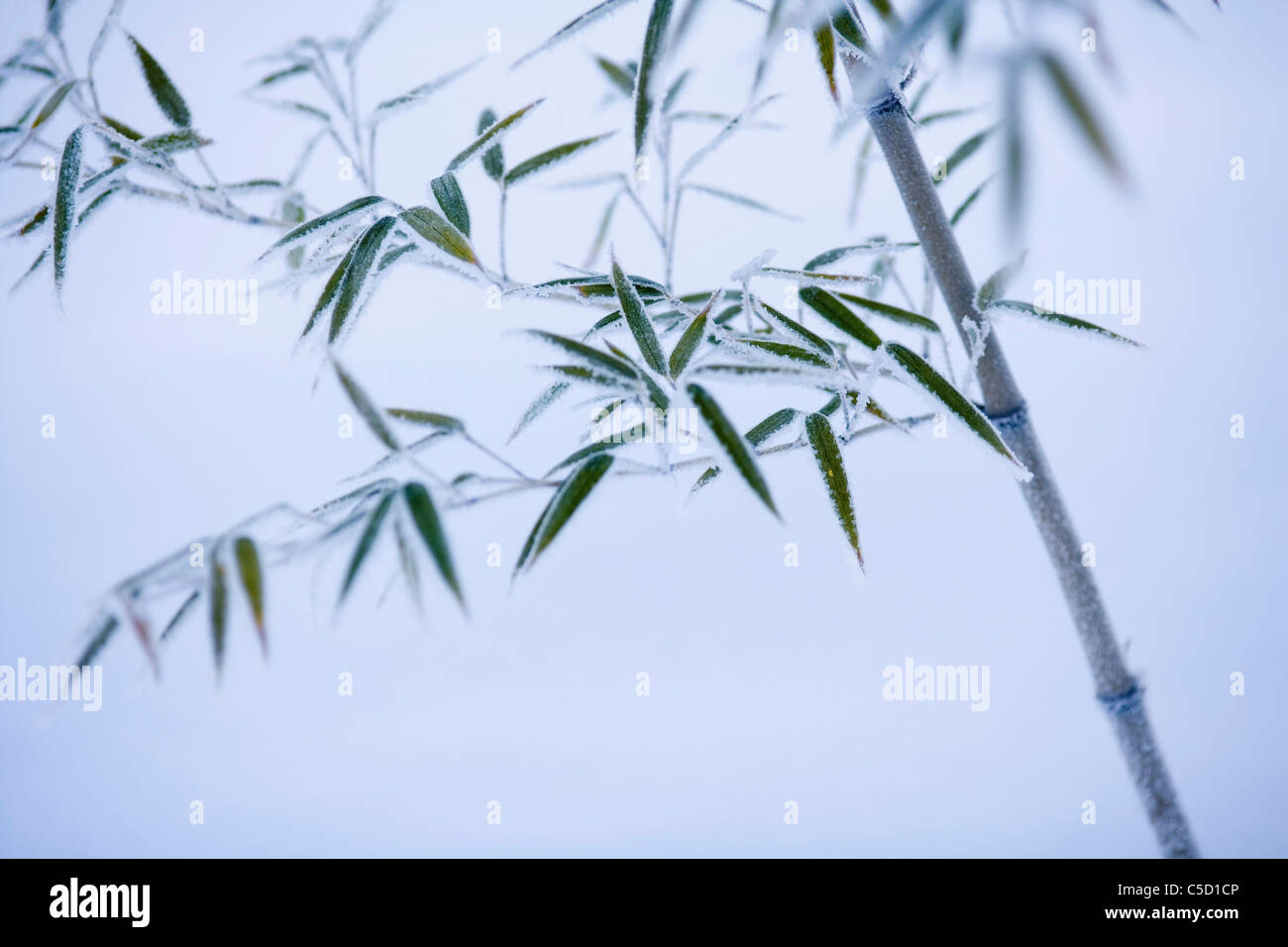 bamboos on snow field Stock Photo - Alamy