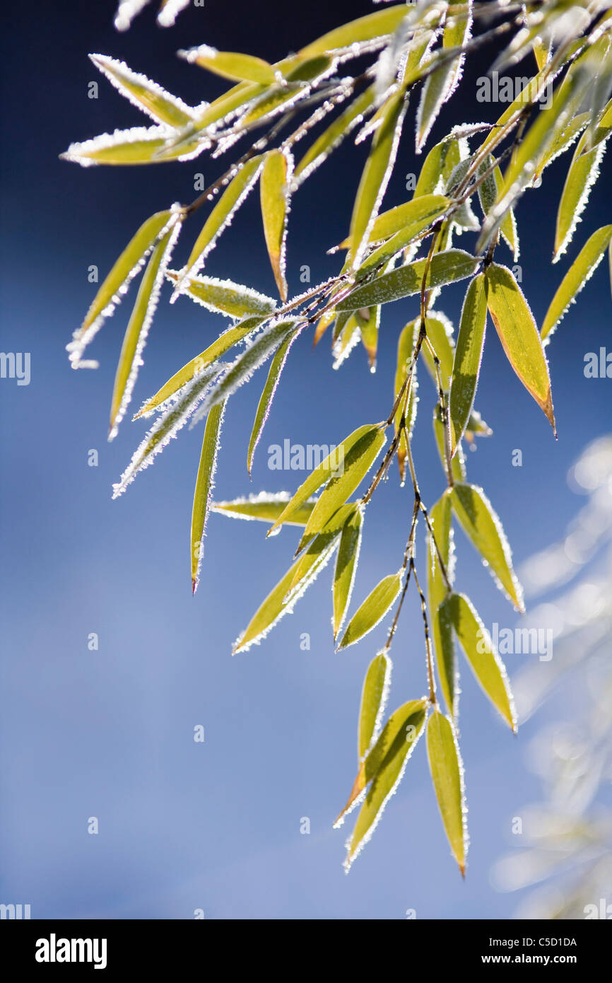 Bamboo plant frost hi-res stock photography and images - Alamy