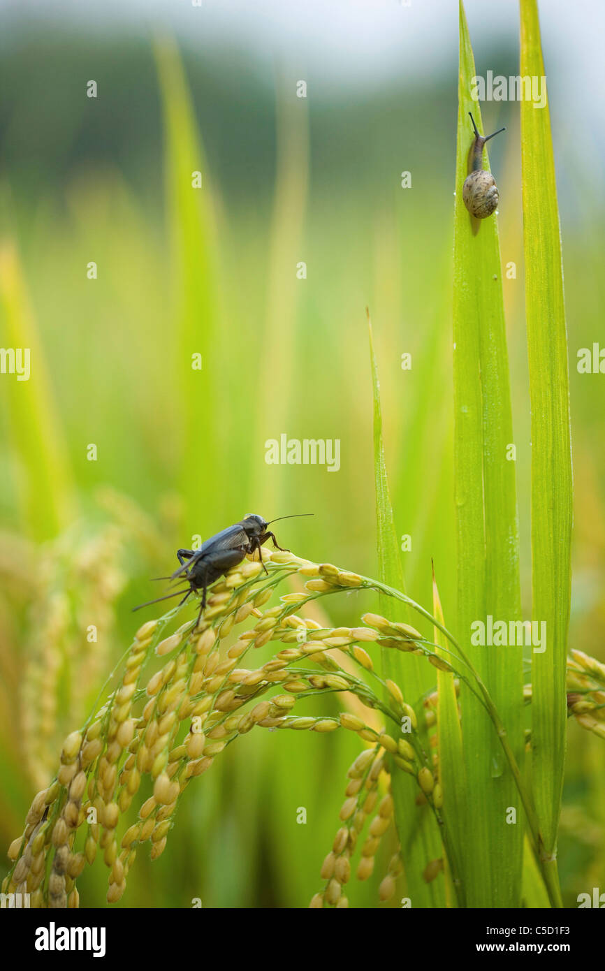 Adult cricket insect hi-res stock photography and images - Alamy