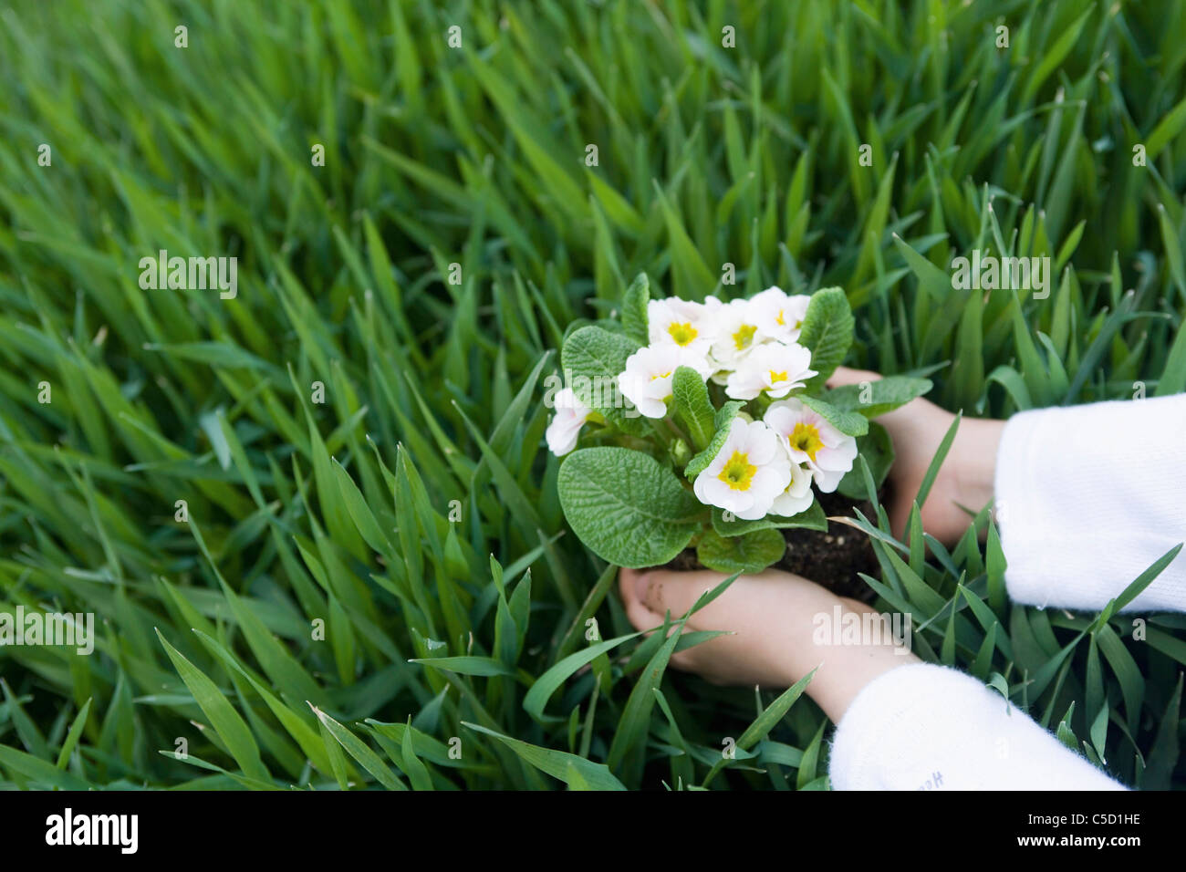 flowers on the hand Stock Photo - Alamy