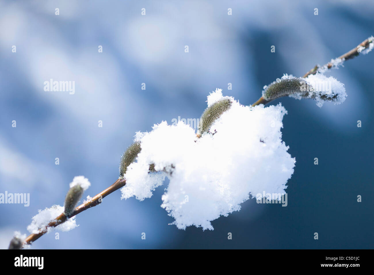 ice on the spring sprouts Stock Photo - Alamy