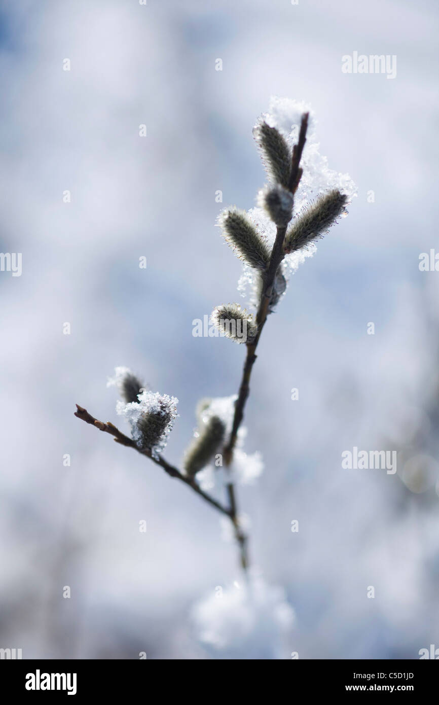 ice on the spring sprouts Stock Photo - Alamy