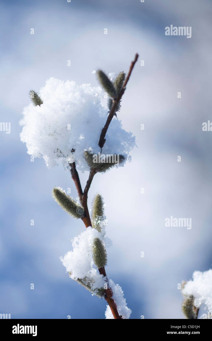 ice on the spring sprouts Stock Photo - Alamy