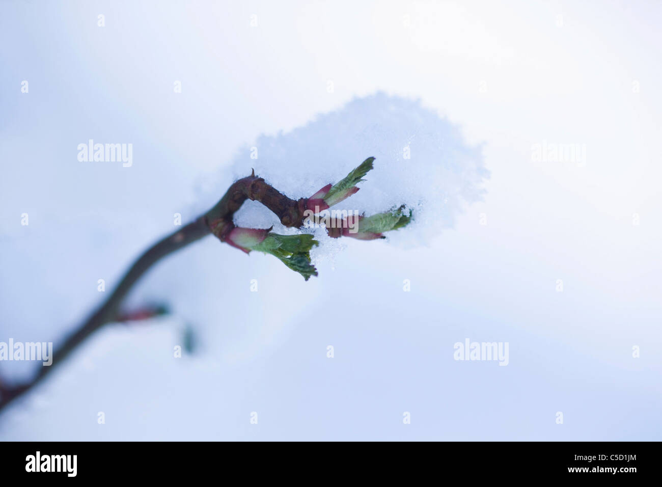 ice on the spring sprouts Stock Photo - Alamy