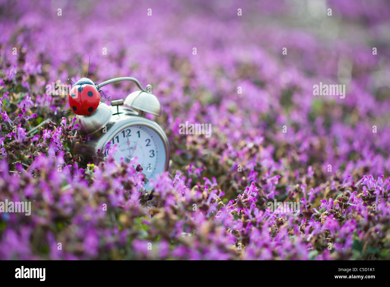 clock in the flower bed Stock Photo - Alamy