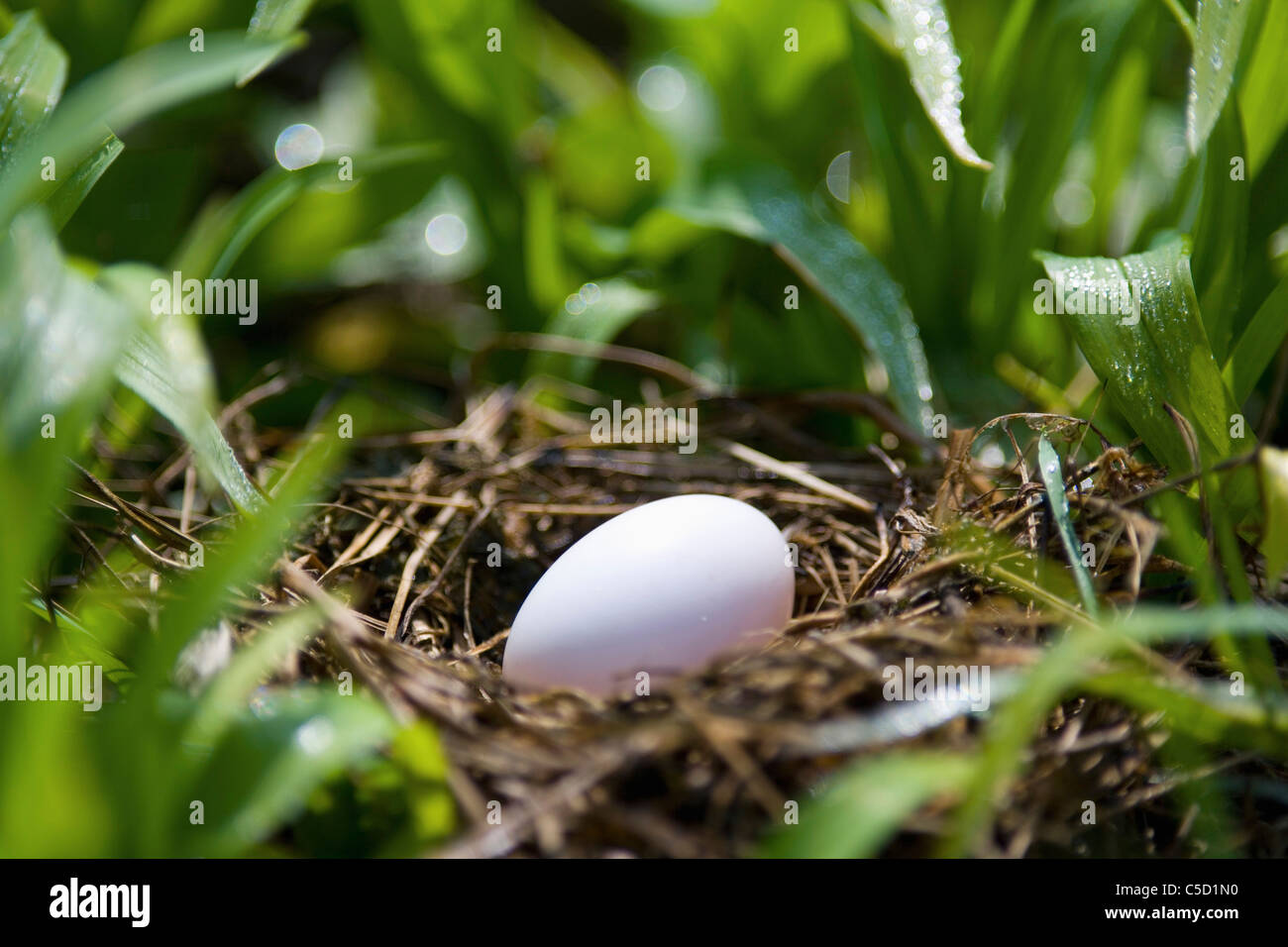 an egg in the nest Stock Photo - Alamy