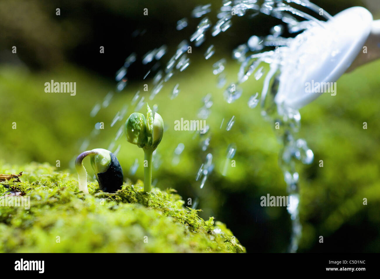 water spreaded out from watering can Stock Photo - Alamy