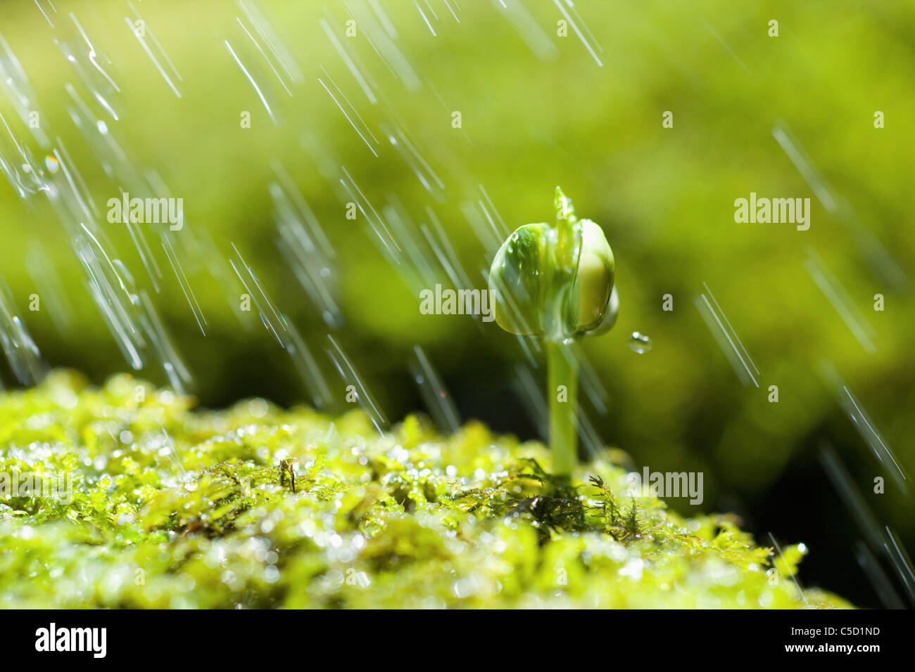 watering the sprout Stock Photo - Alamy