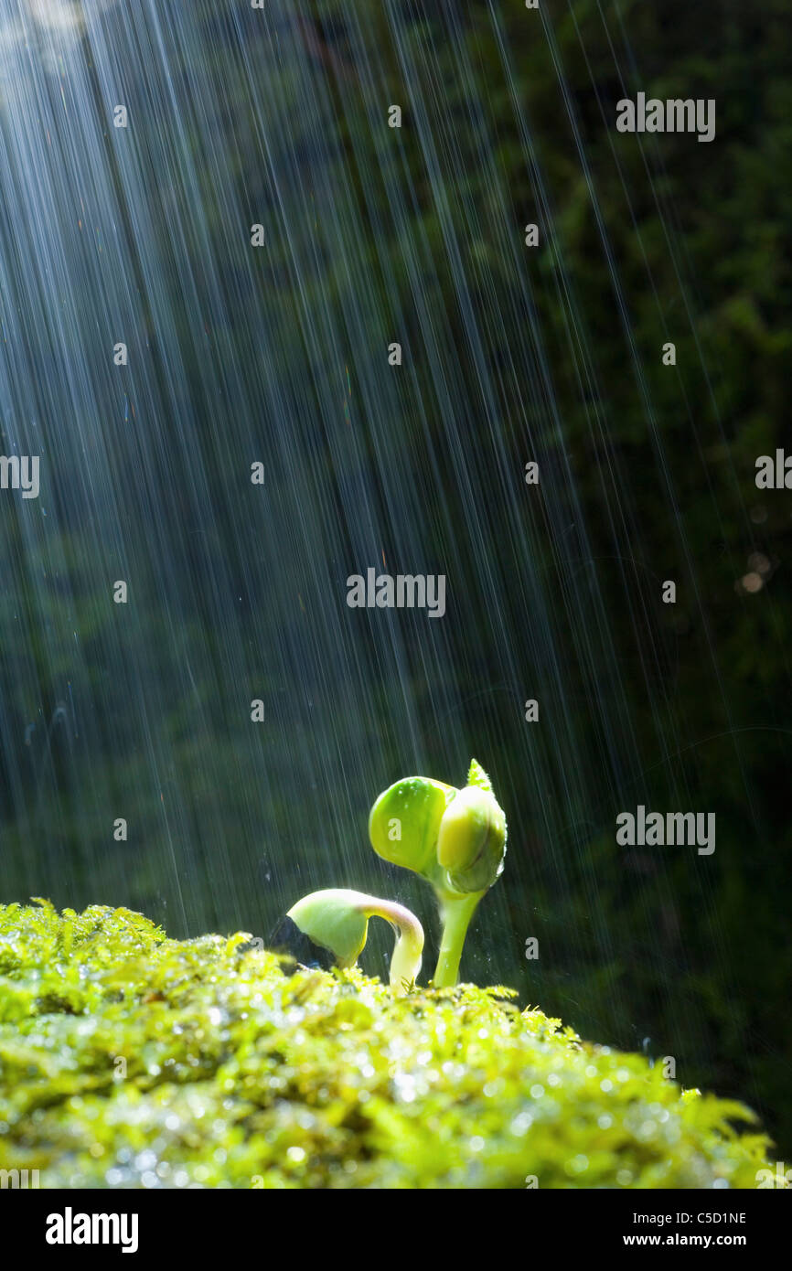 Sprout in water hi-res stock photography and images - Alamy