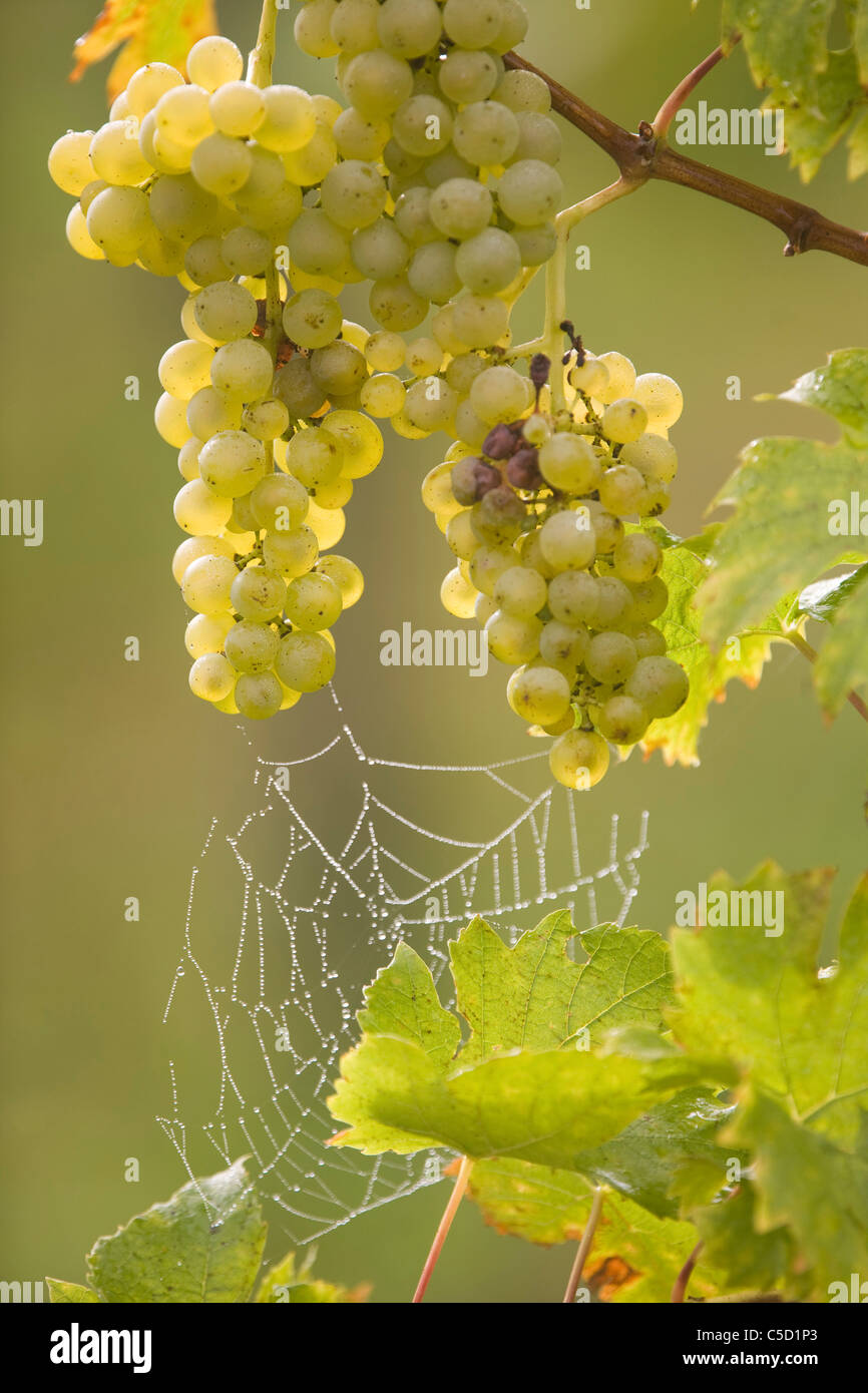 Harvest spider hi-res stock photography and images - Alamy