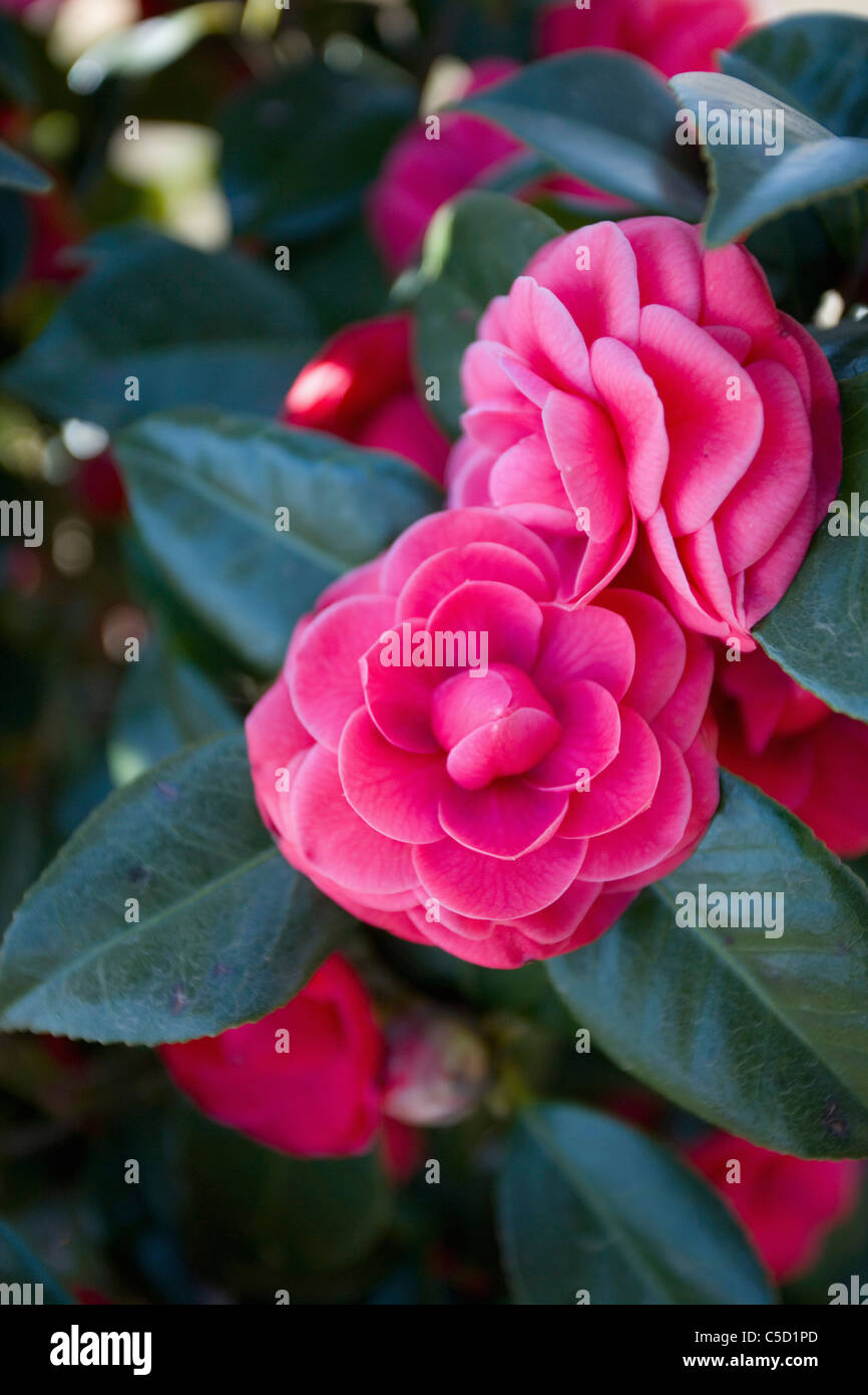 Camelias hi-res stock photography and images - Alamy