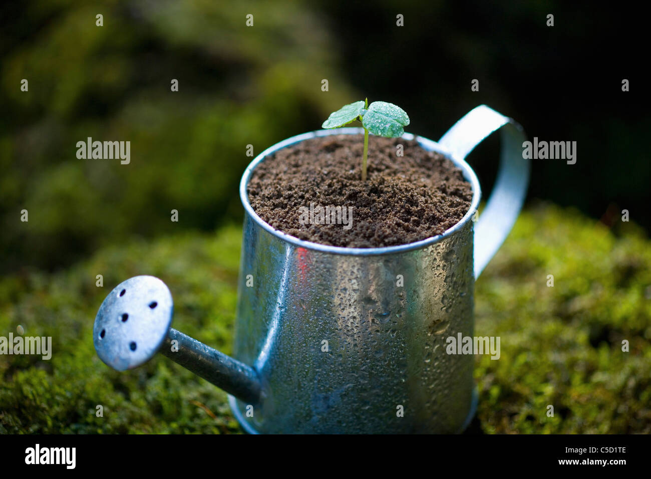 sprout in watering can Stock Photo - Alamy