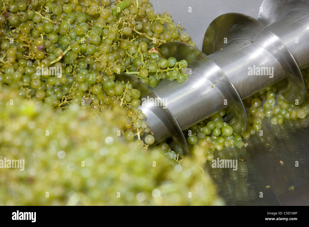 Pressing Wine Grapes Stock Photos & Pressing Wine Grapes Stock Images ...