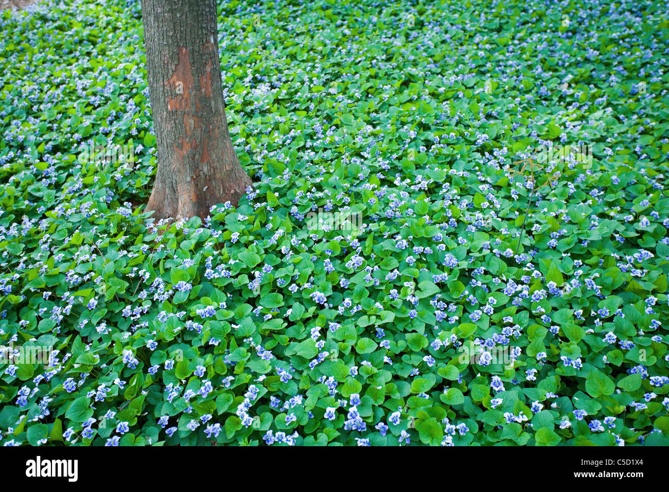 blue color flower field Stock Photo - Alamy