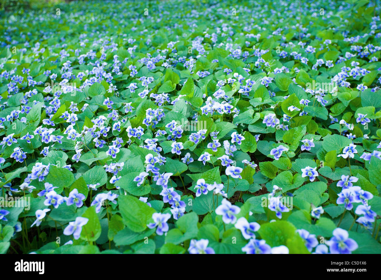 blue color flower field Stock Photo - Alamy