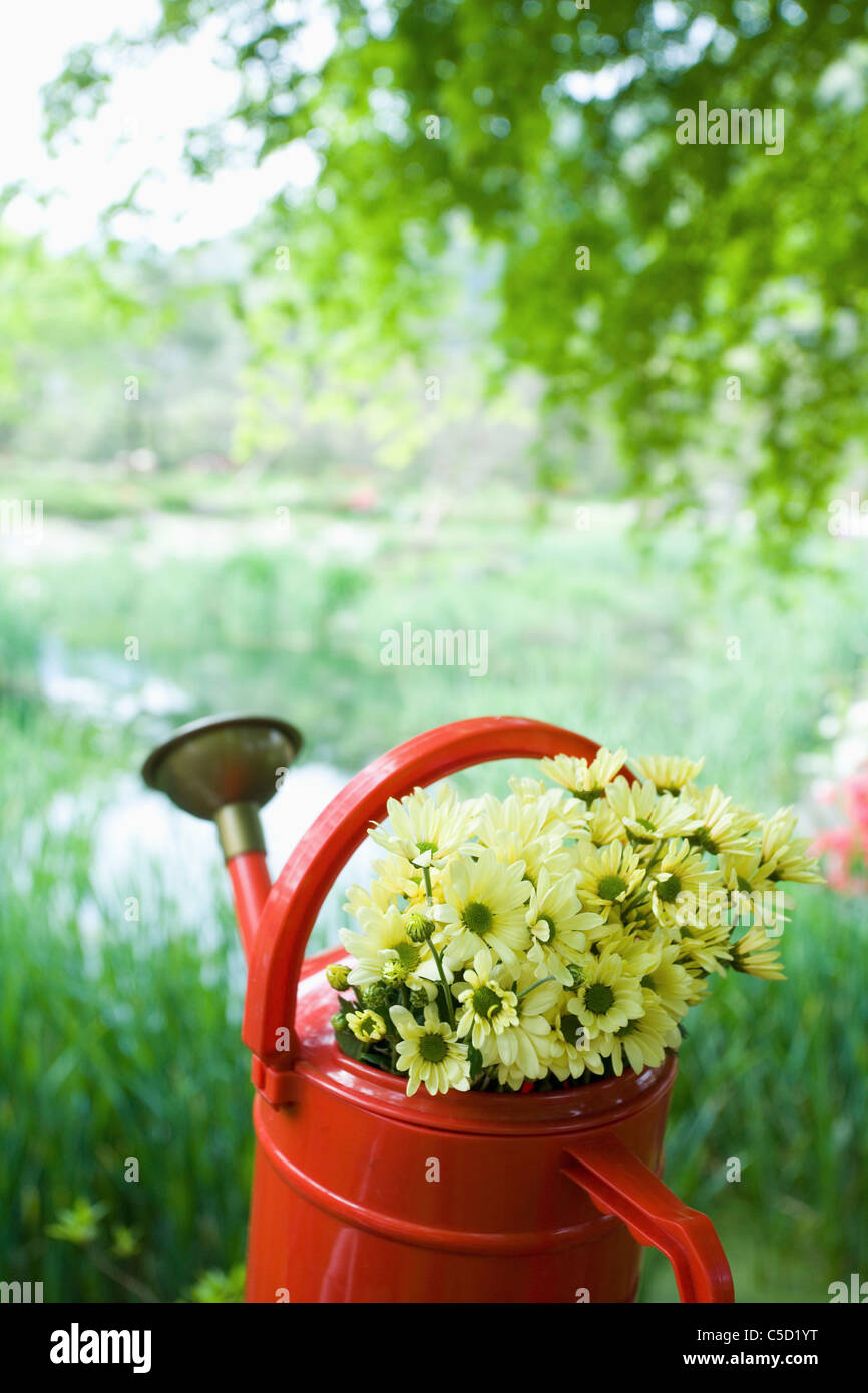 flowers in watering can Stock Photo - Alamy