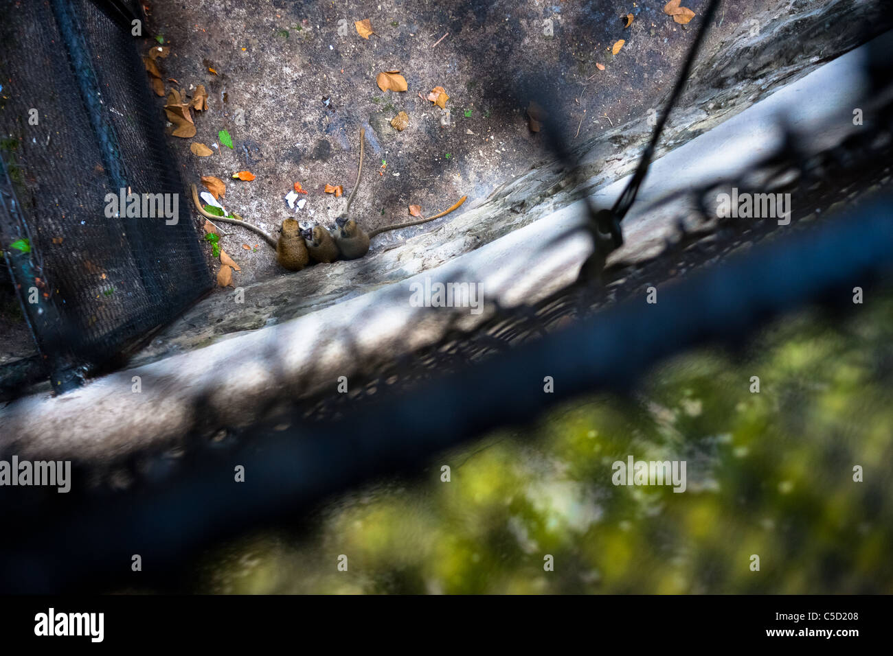 A group of vervet monkeys huddled together for body heat at the Havana ...