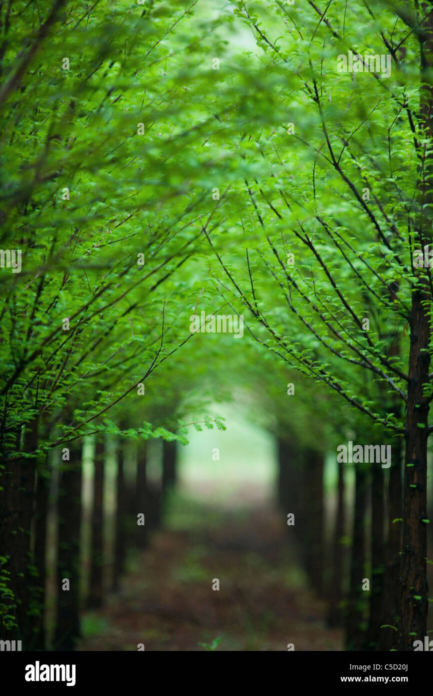 green trees path Stock Photo - Alamy