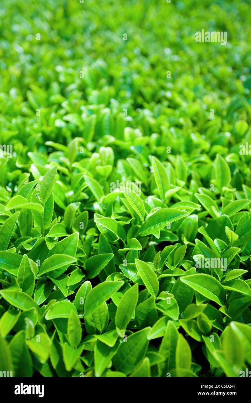 closeup of green tea leaves Stock Photo - Alamy