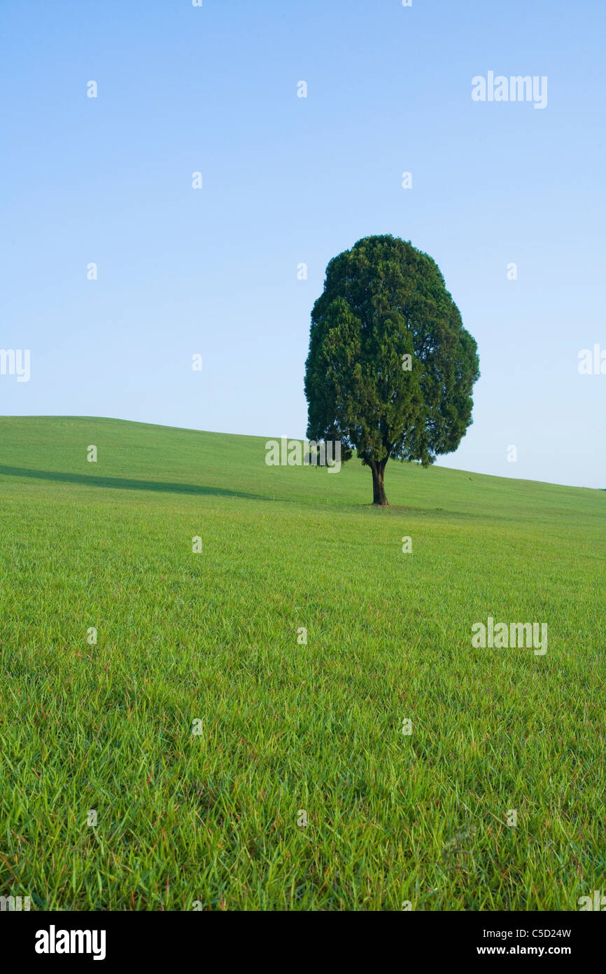 a big tree stood on the field Stock Photo - Alamy