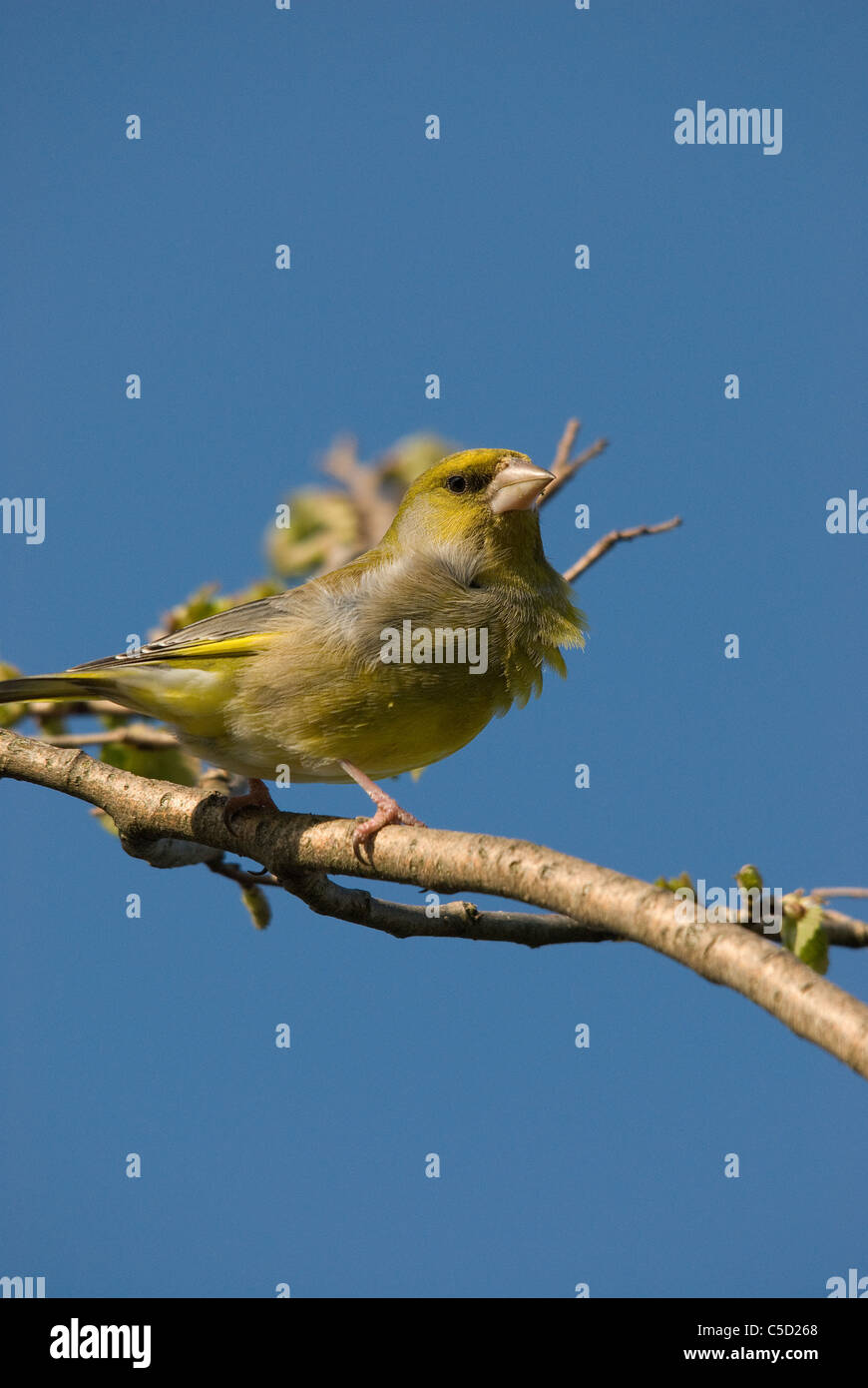 British finches hi-res stock photography and images - Alamy