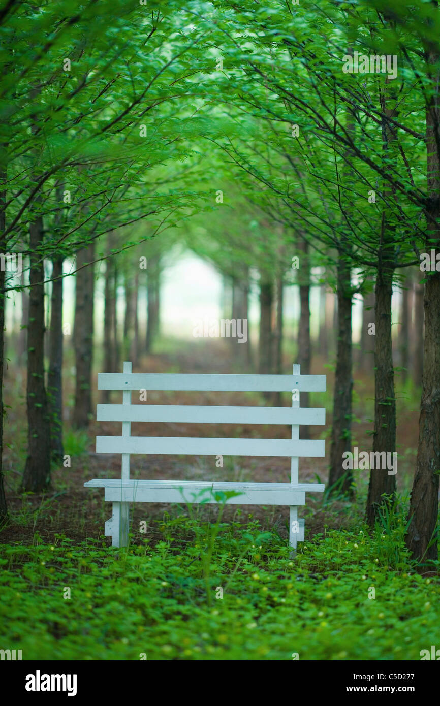 bench in the forest Stock Photo - Alamy