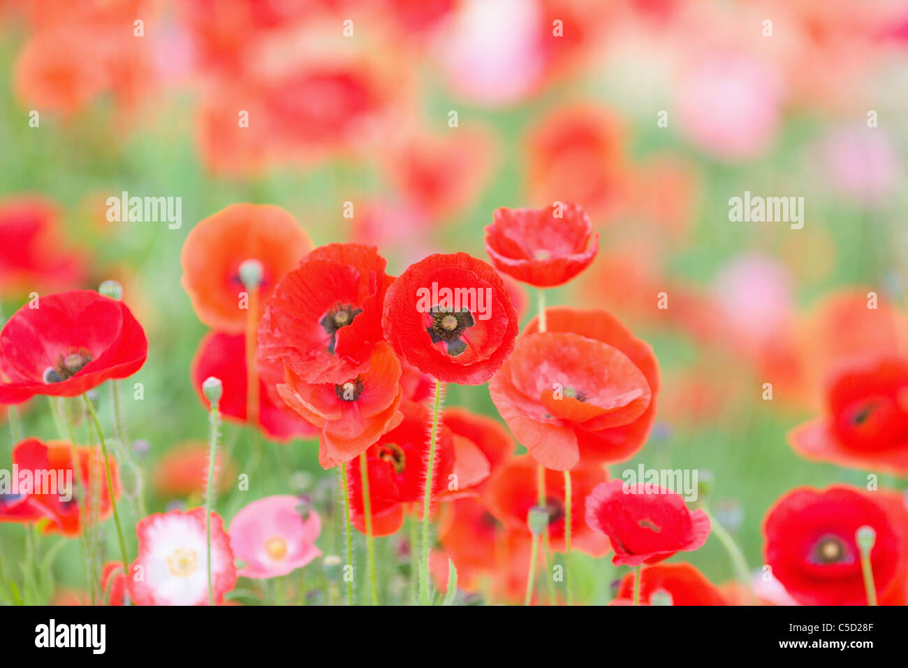 poppy in the field Stock Photo - Alamy