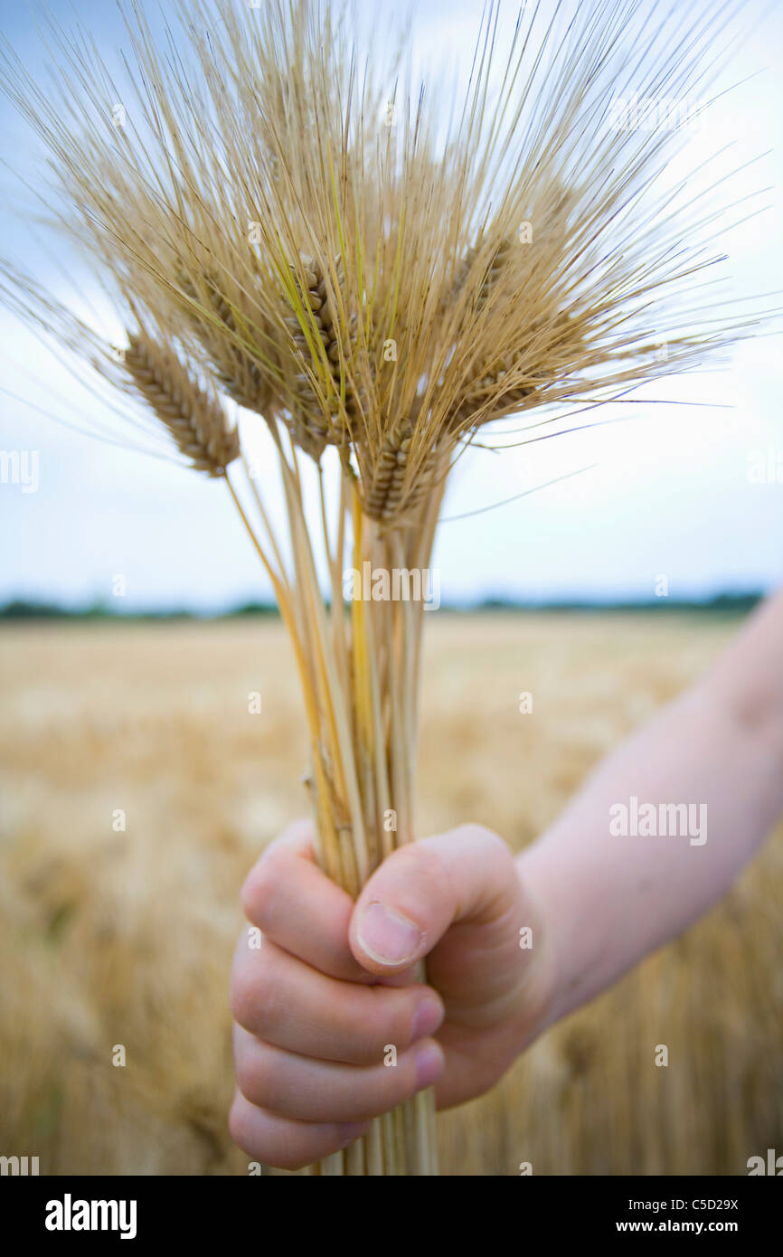 human hand holding barley Stock Photo - Alamy