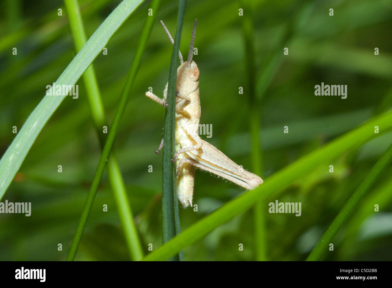 Grasshopper uk hi-res stock photography and images - Alamy
