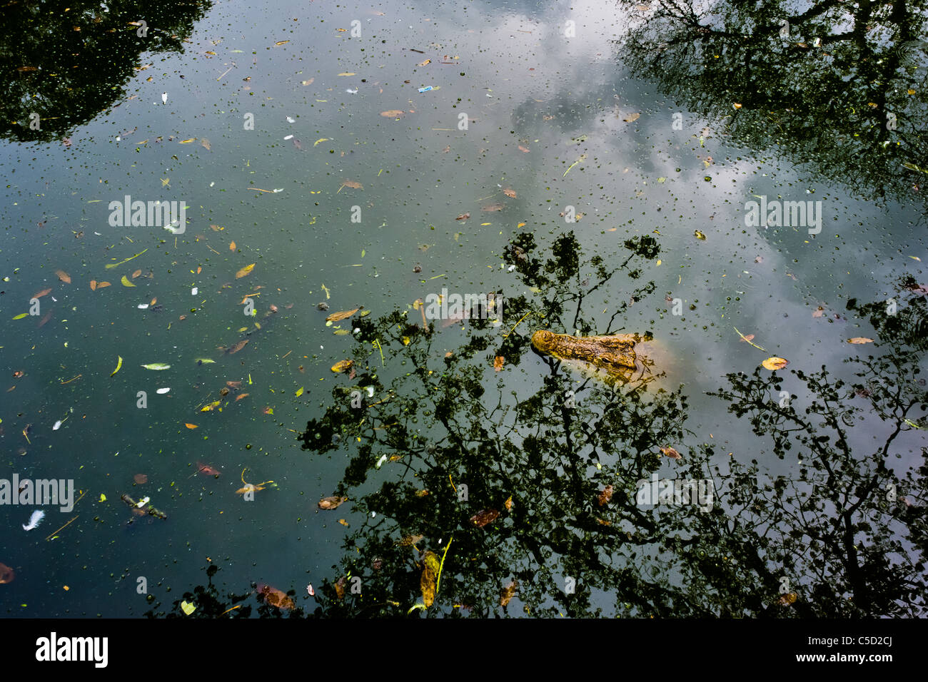 A crocodile swims in a polluted lagoon at the Havana Zoo, Havana, Cuba ...