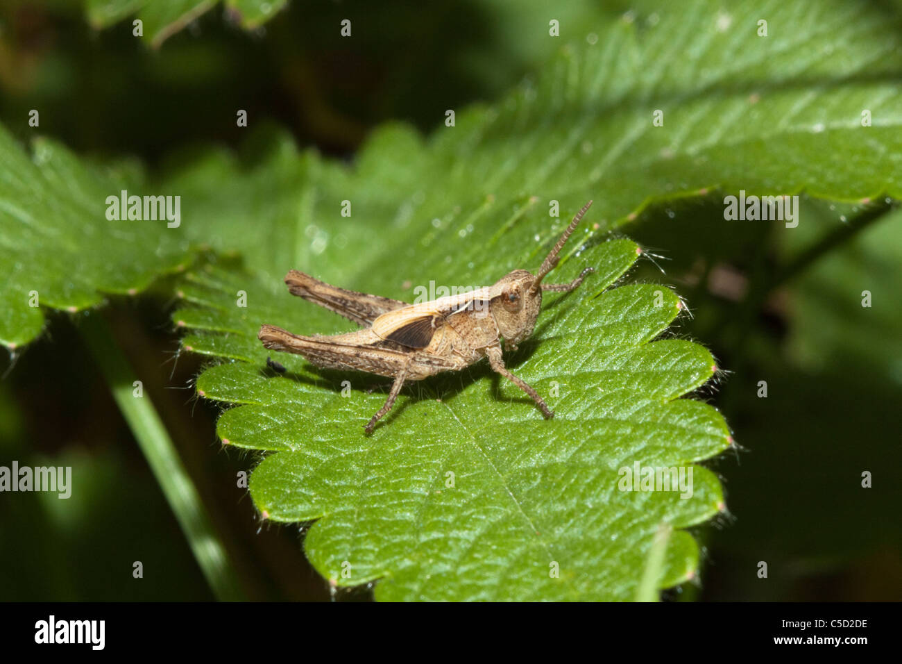 Grasshopper uk hi-res stock photography and images - Alamy