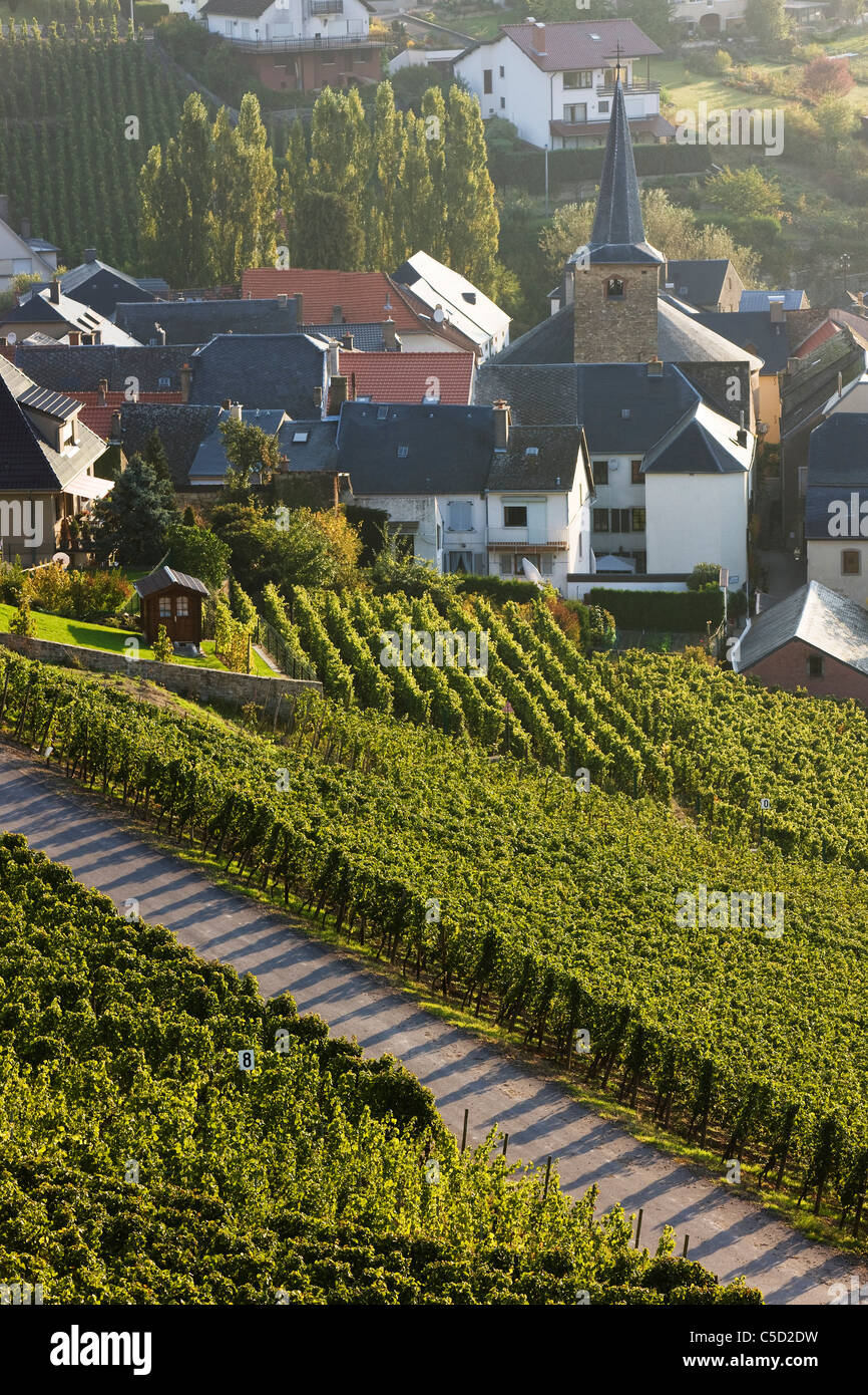 Scenery with vineyard hi-res stock photography and images - Alamy