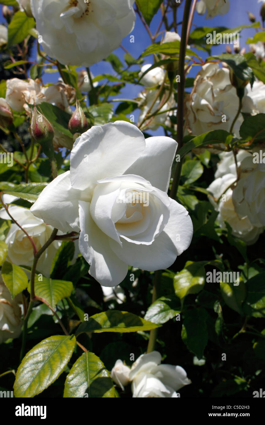ROSA ICEBERG. CLIMBING ROSE Stock Photo - Alamy