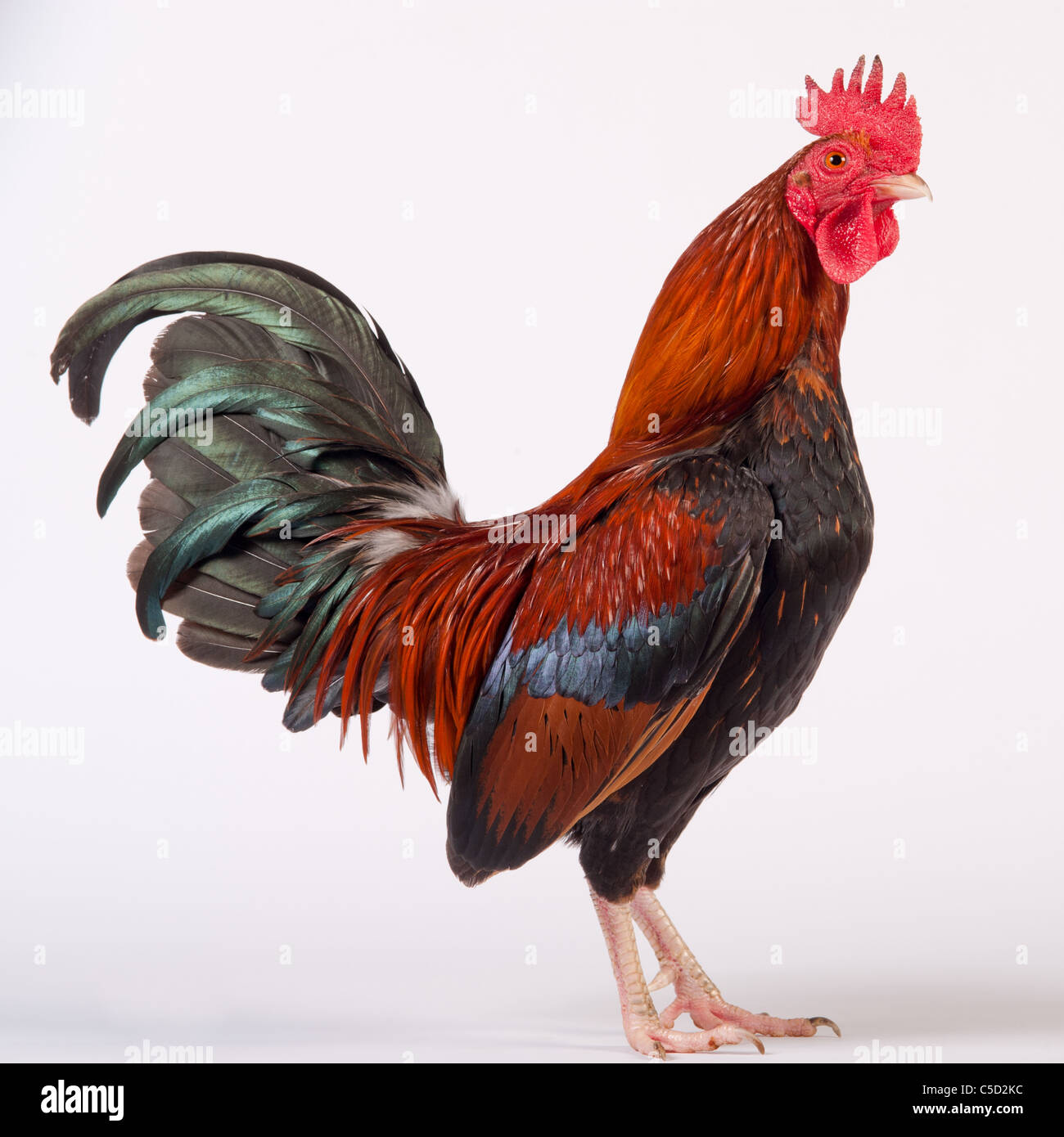 Old English Game Bantam Male Chicken Stock Photo - Alamy
