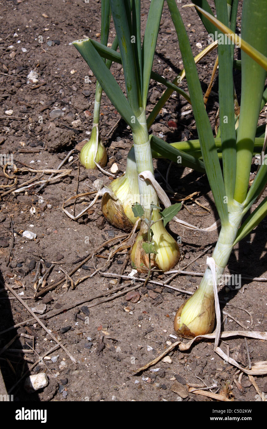 Allium cepa white onion radar hi-res stock photography and images - Alamy