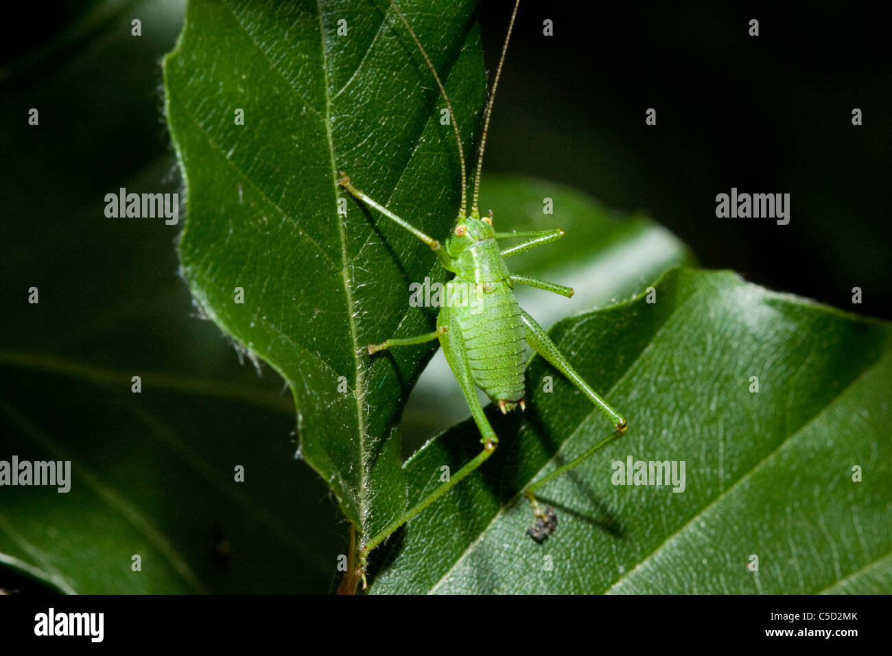 Green Leaf Crickets